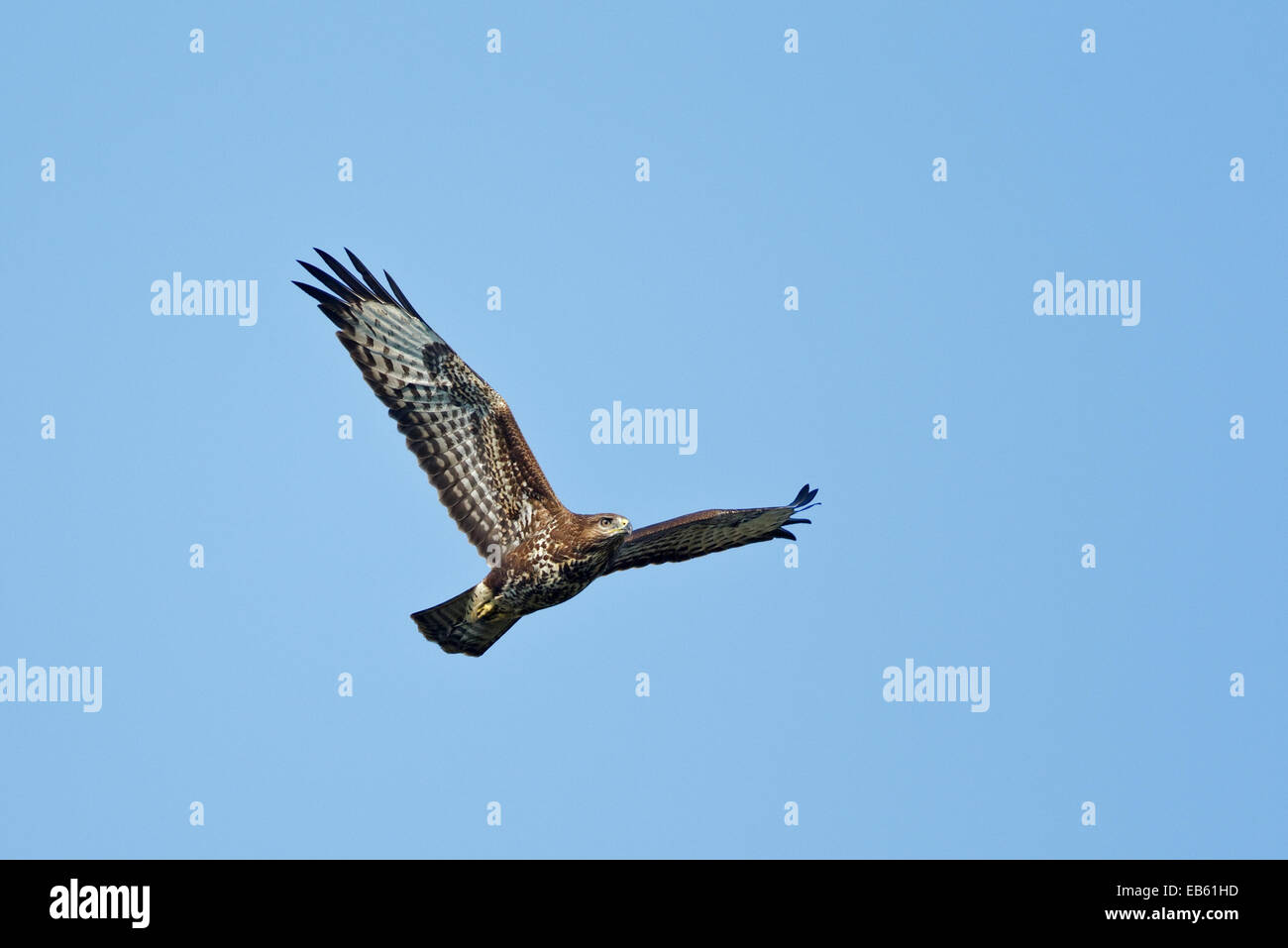 Migrating Common Buzzard, juvenile in flight (Buteo buteo Stock Photo ...