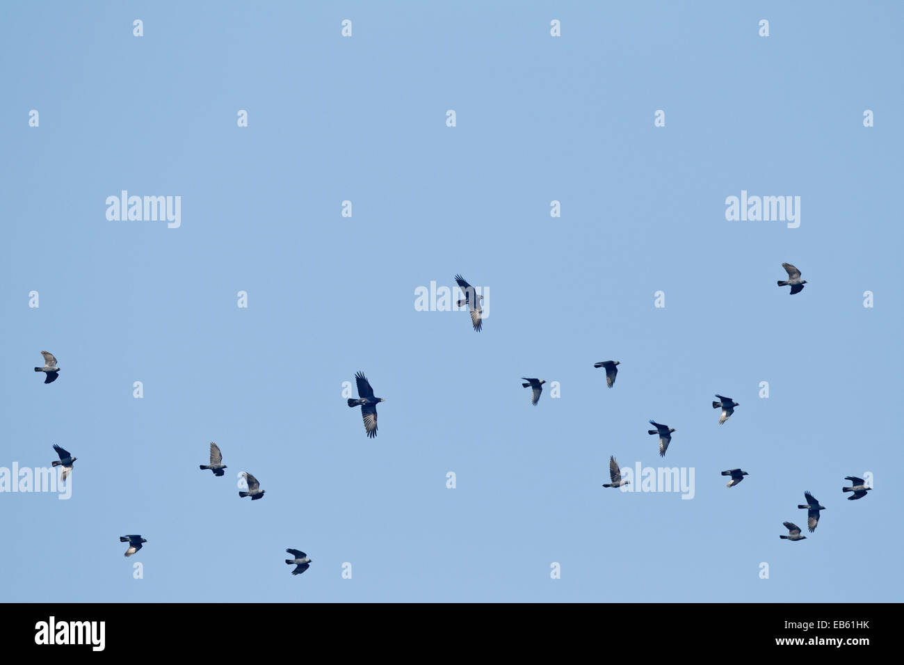 Rooks in flight hi-res stock photography and images - Alamy