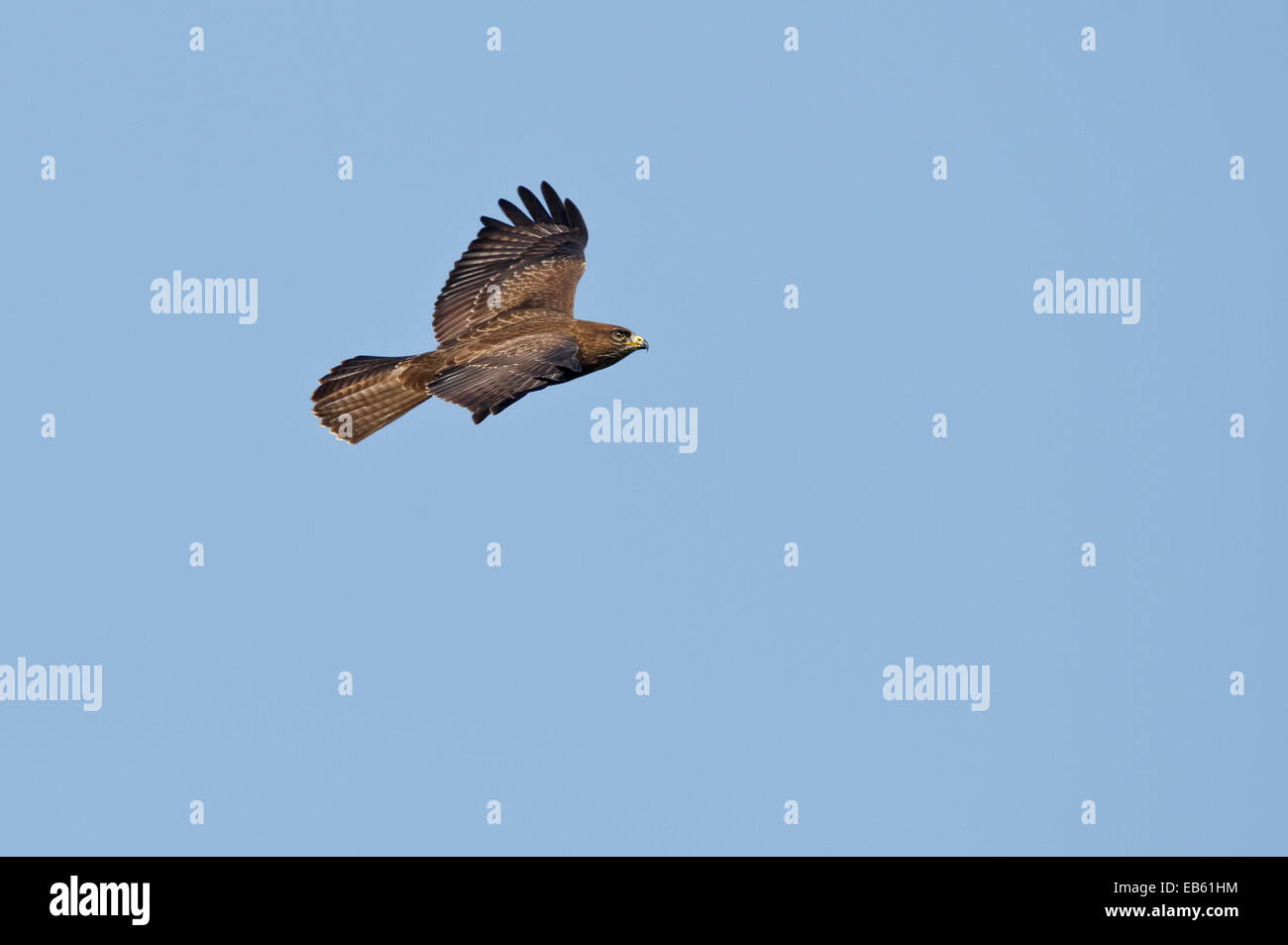 Common buzzard in flight hi-res stock photography and images - Alamy