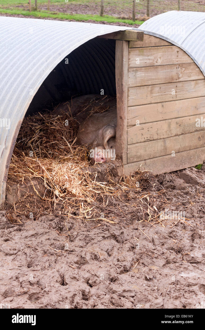 Gloucestershire old spot pig hi-res stock photography and images - Alamy