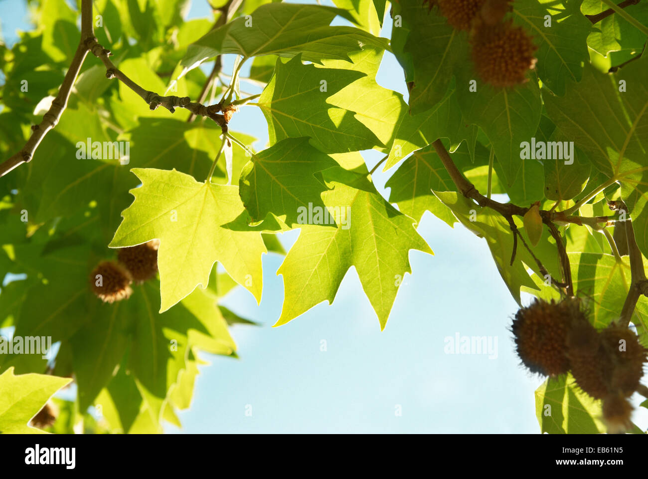 Green sunny maple leaves with blue sky Stock Photo - Alamy