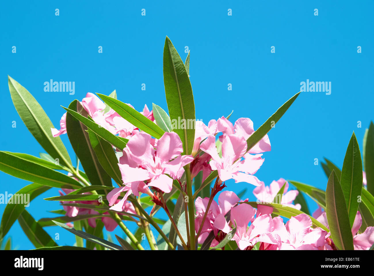 Pink flower's branch with leaves- Oleander Nerium Stock Photo - Alamy
