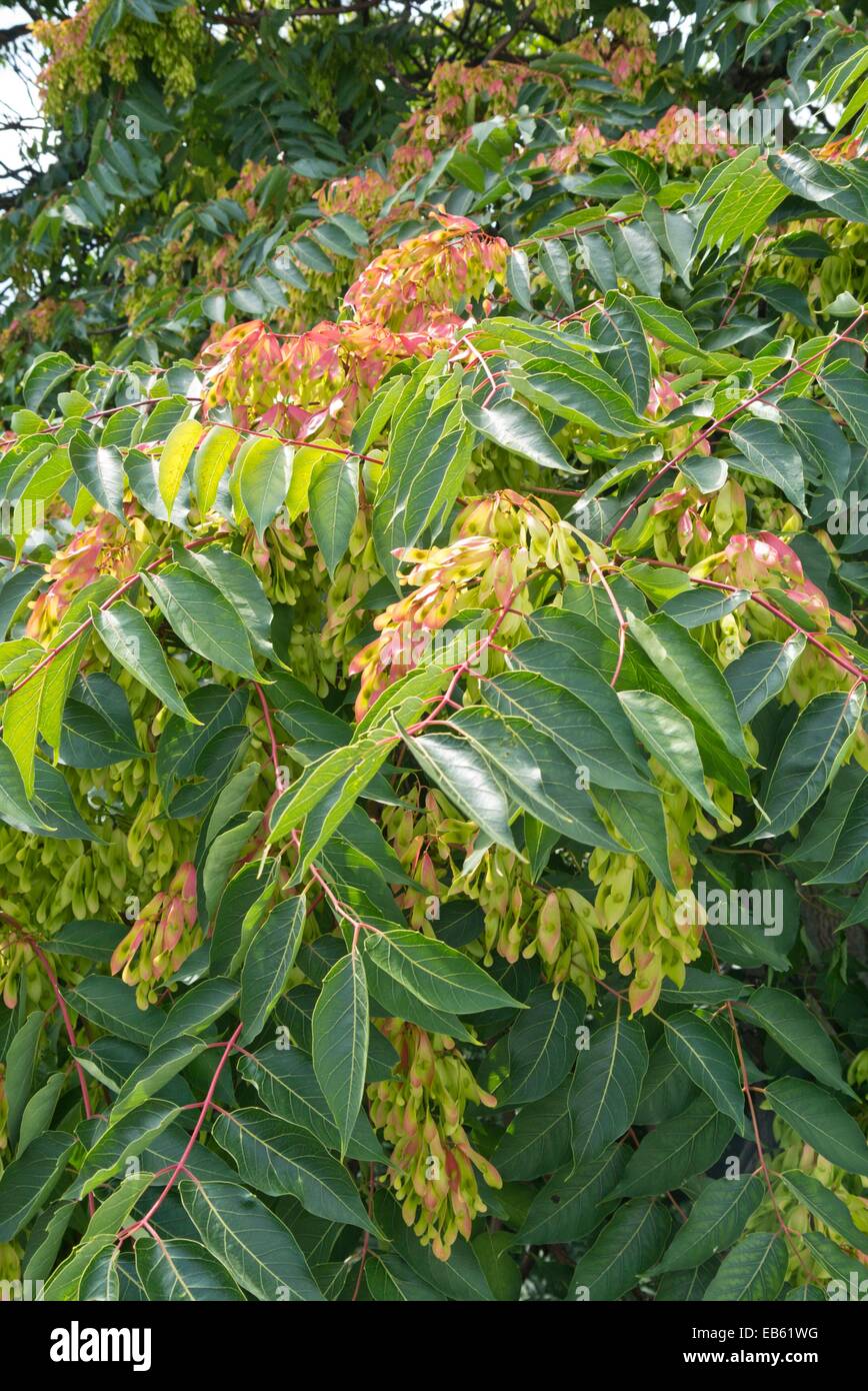 Tree of heaven (Ailanthus altissima Stock Photo - Alamy