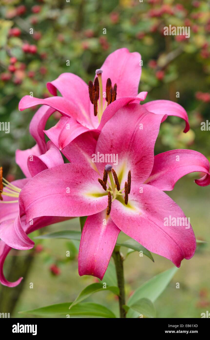 Fujian hi-res stock photography and images - Alamy