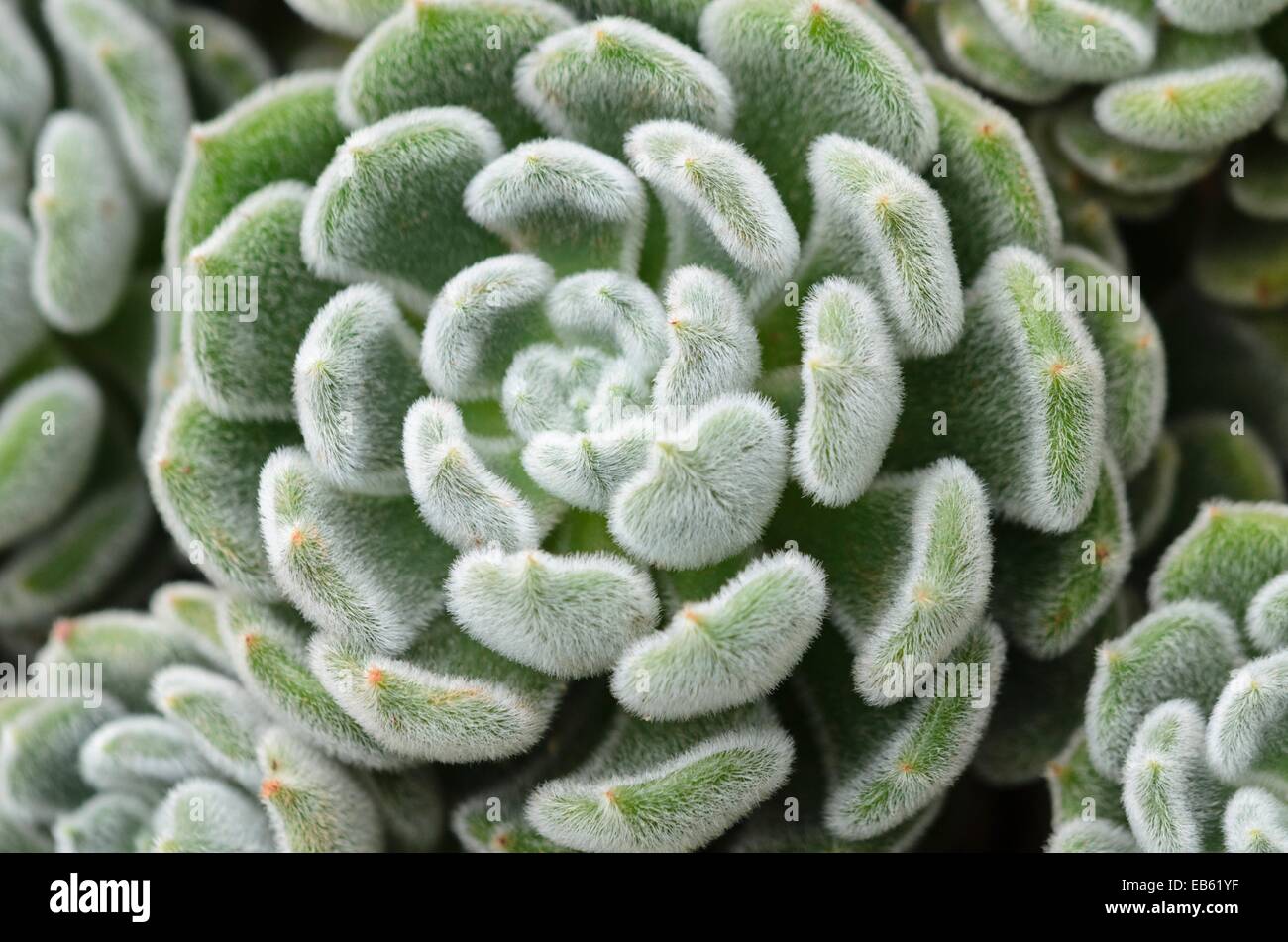 Echeveria Setosa High Resolution Stock Photography and Images - Alamy