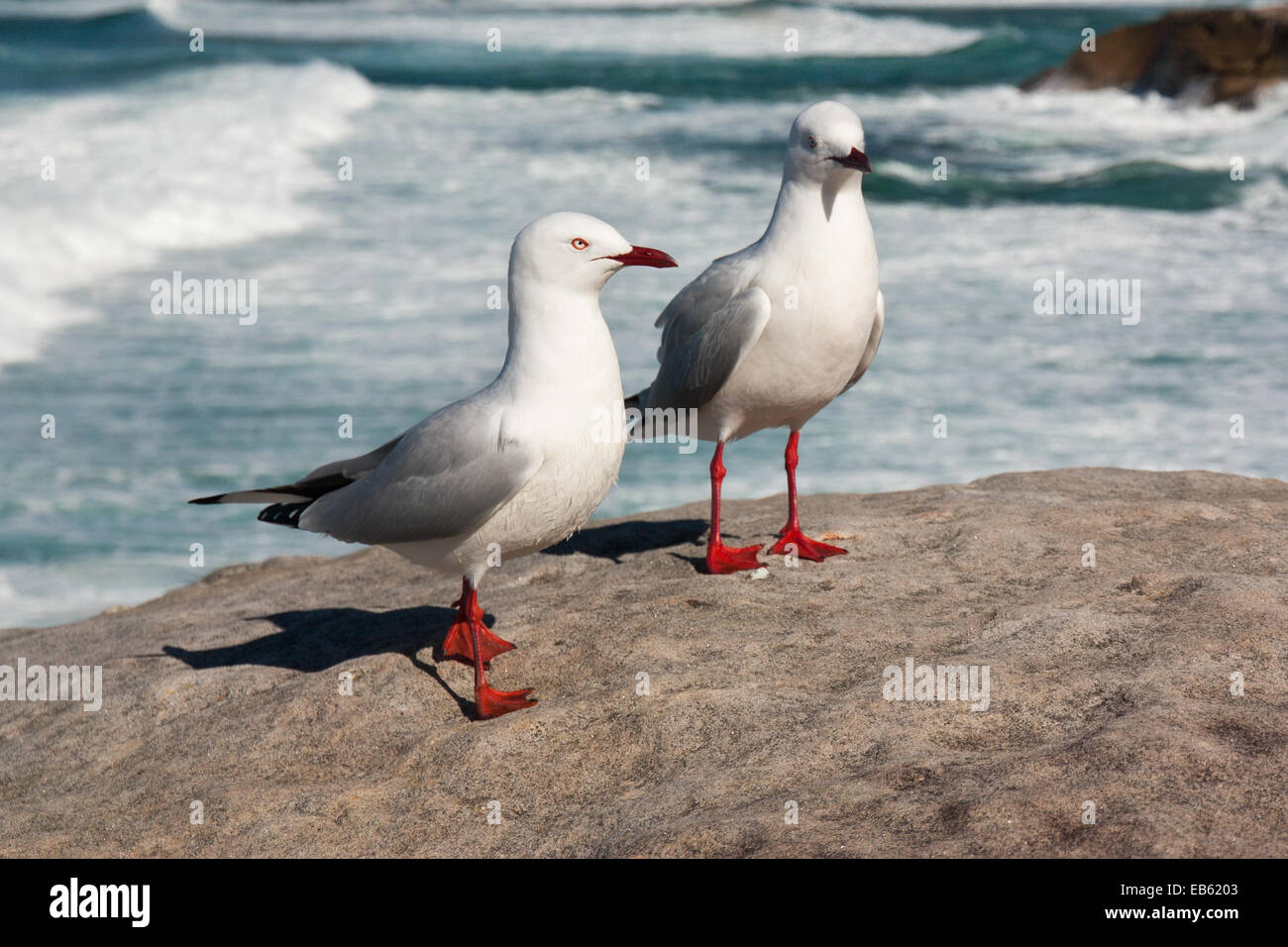 Iconic seagulls on beach hi-res stock photography and images - Alamy