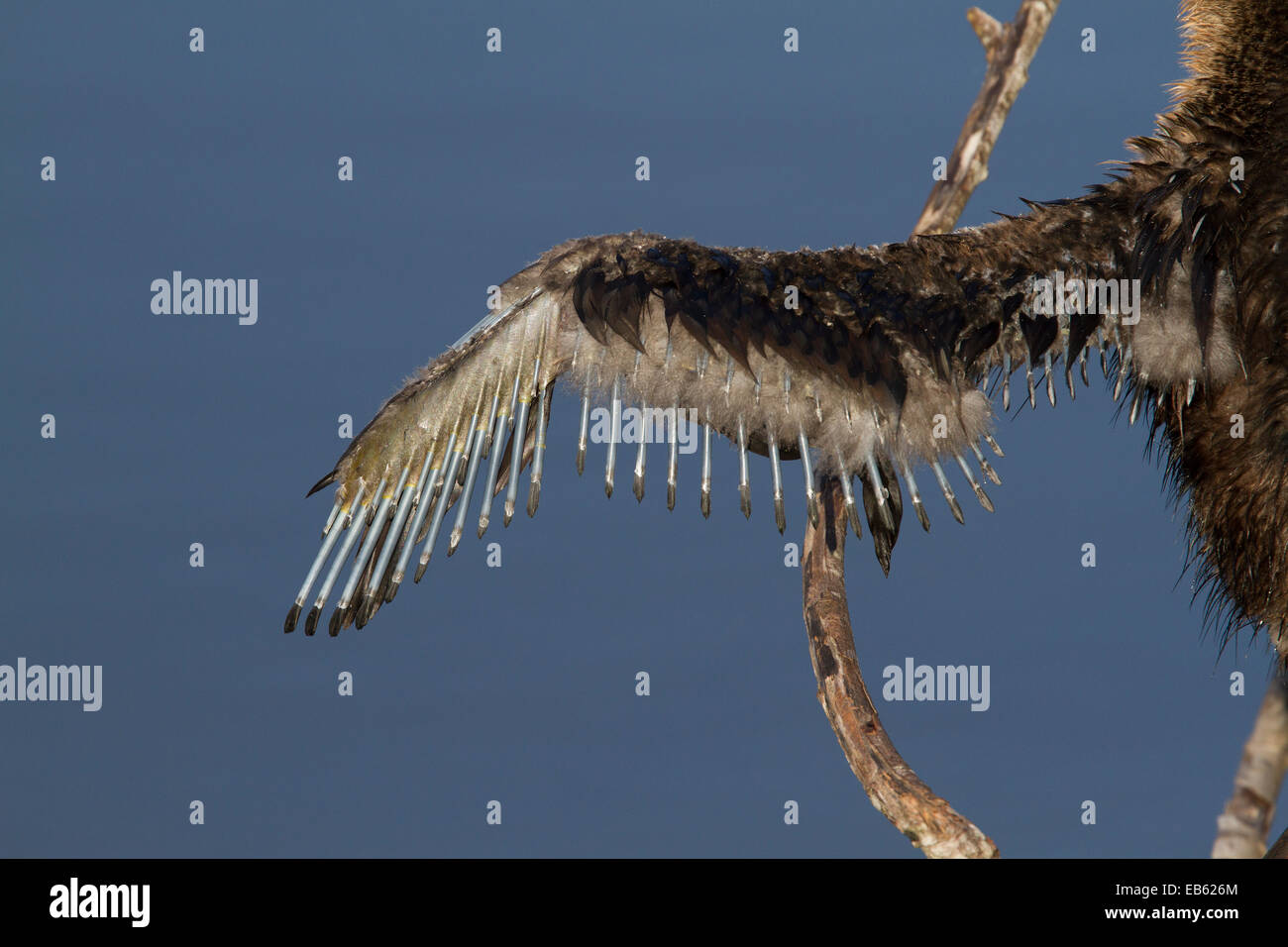 ANHINGA (Anhinga anhinga) simultaneous wing moult - all primary flight ...