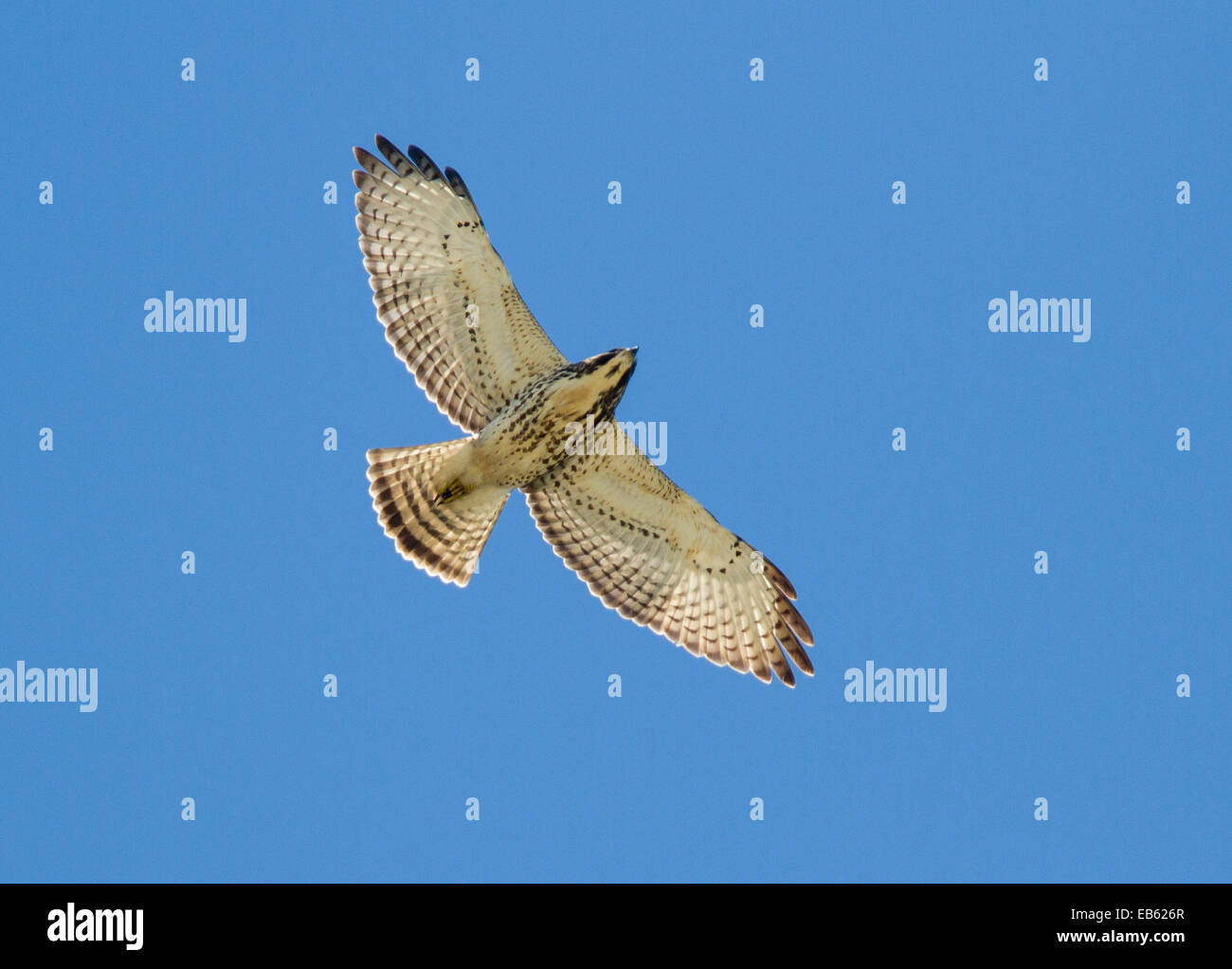 Broad winged hawks migration hi-res stock photography and images - Alamy