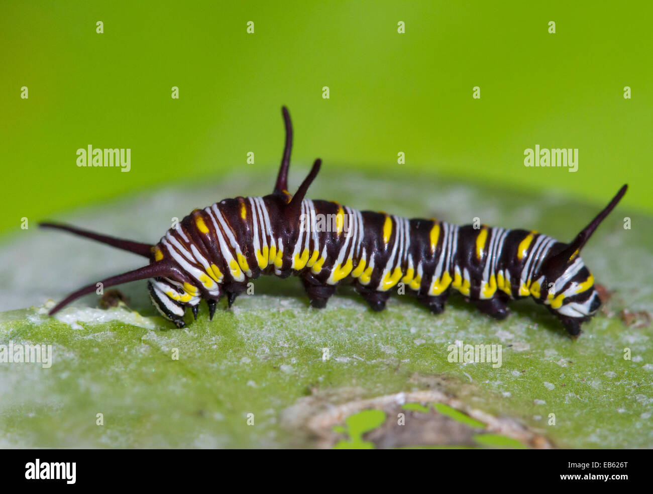 QUEEN BUTTERFLY (Danaus gilippus) caterpillar, Florida, USA. Captive ...