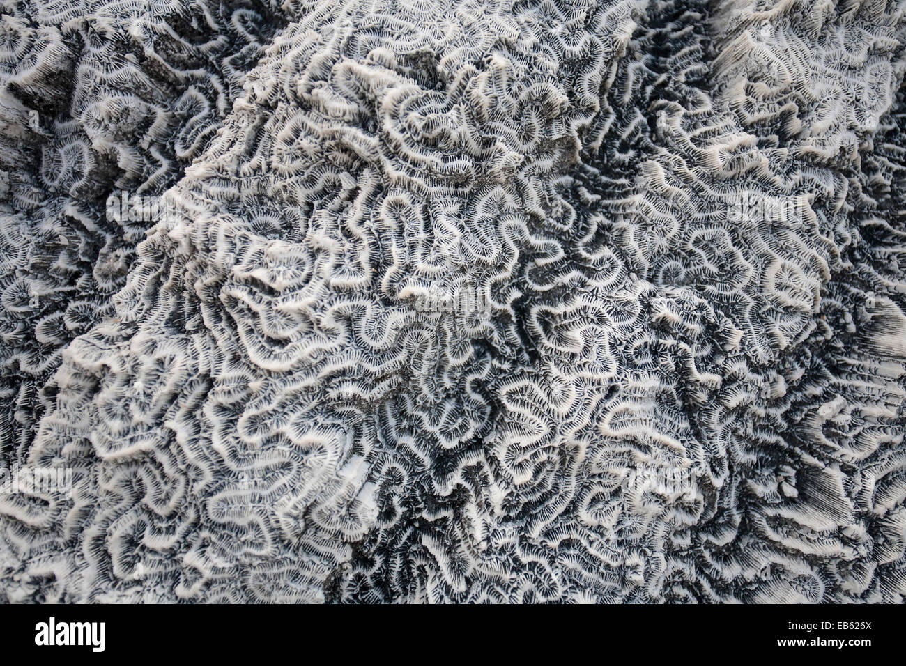 FOSSILISED BRAIN CORAL (Diploria sp.) Curry Hammock State Park, Florida ...