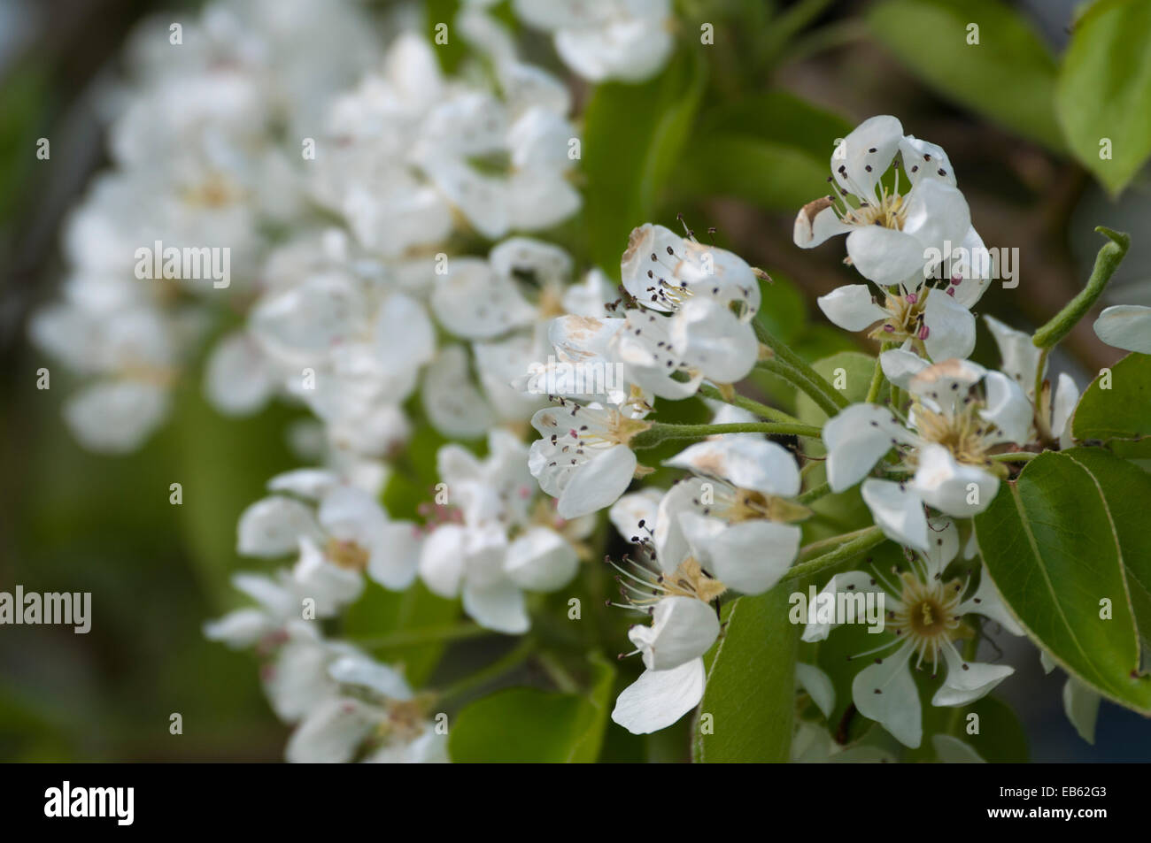 Pear blossom hi-res stock photography and images - Alamy
