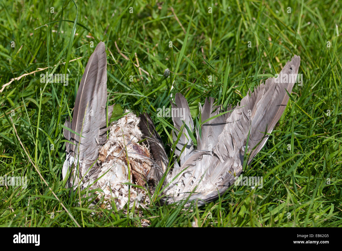Pigeon carcass hi-res stock photography and images - Alamy