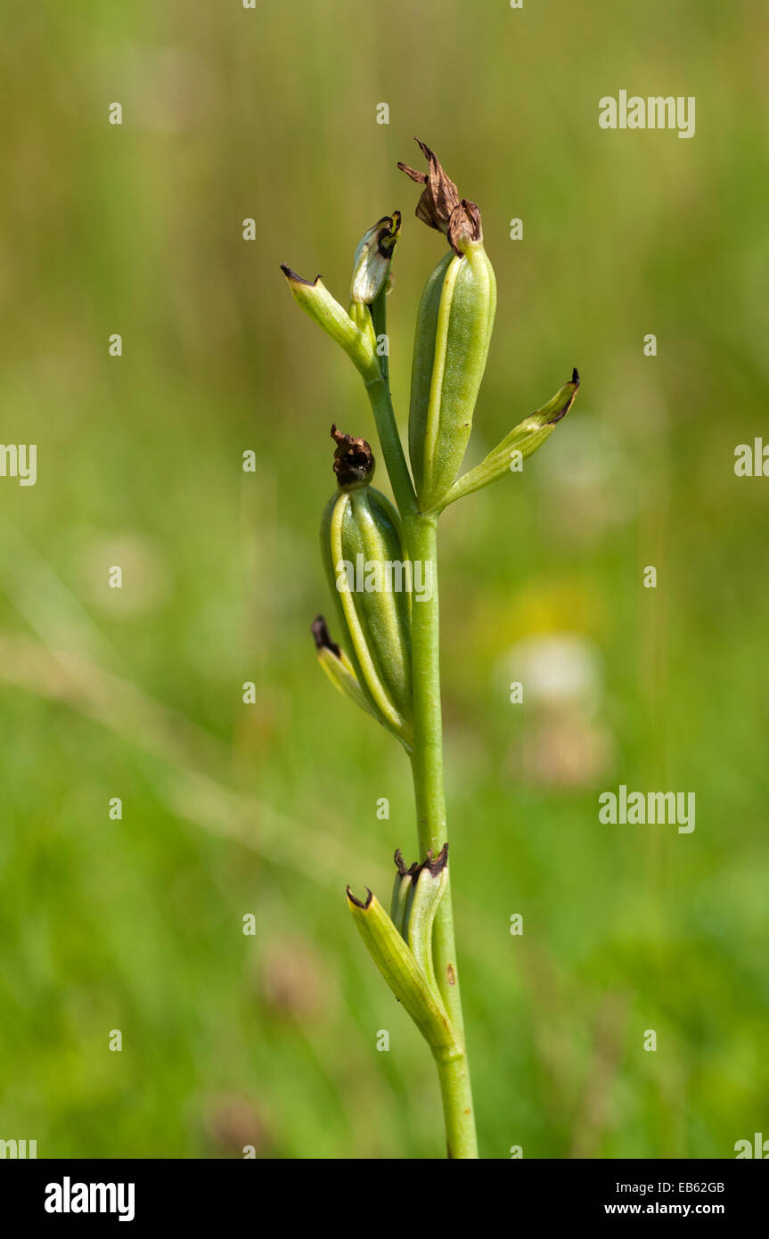 Bee orchid seed heads (Ophrys apifera Stock Photo - Alamy