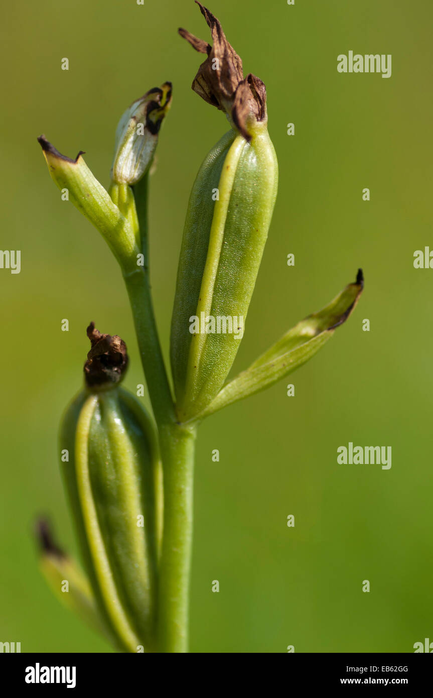 Bee orchid seed heads (Ophrys apifera Stock Photo - Alamy