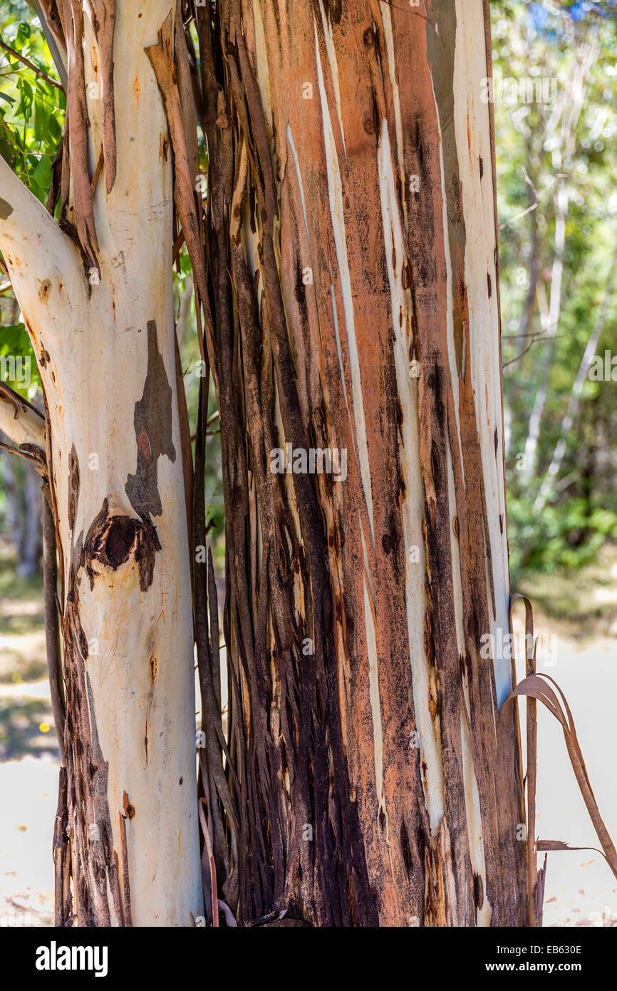 Paperbark forest hi-res stock photography and images - Alamy