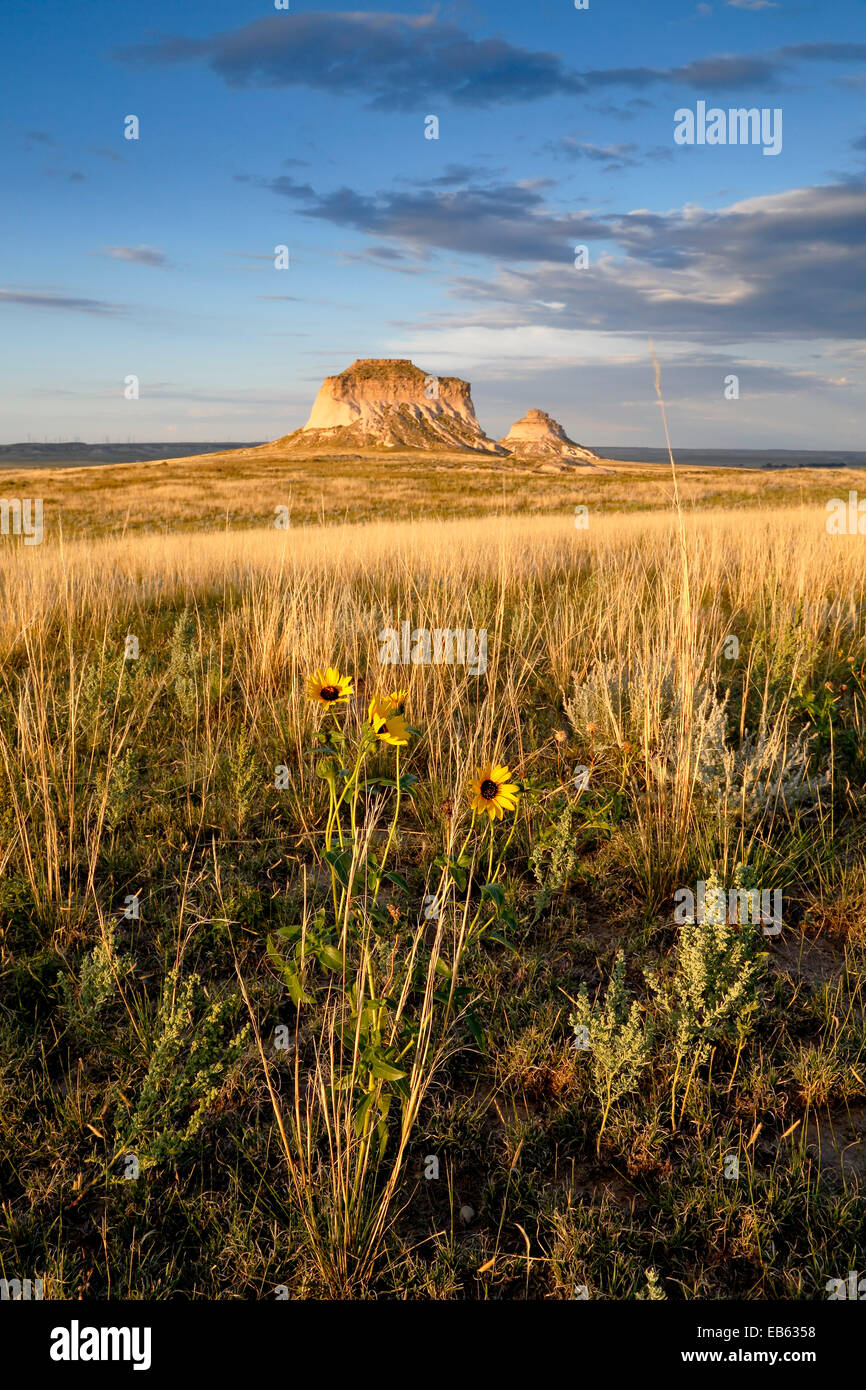 Yellow wildflowers and Pawnee Buttes, Pawnee National Grassland ...