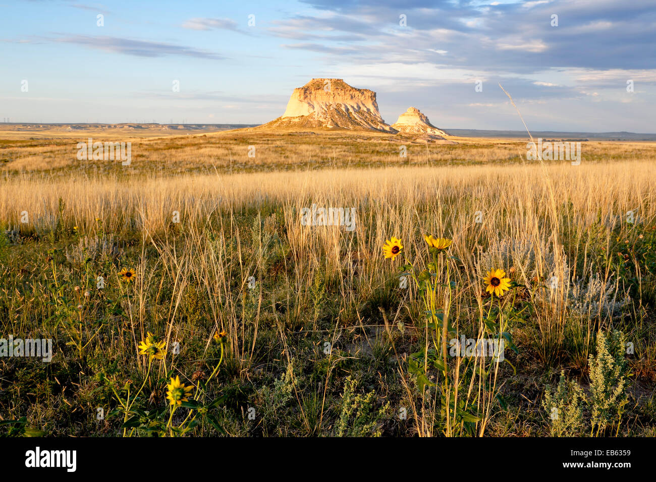 Yellow wildflowers and Pawnee Buttes, Pawnee National Grassland ...