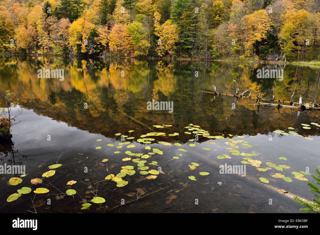 Waterlilies and orange Fall tree foliage reflected in still water of ...