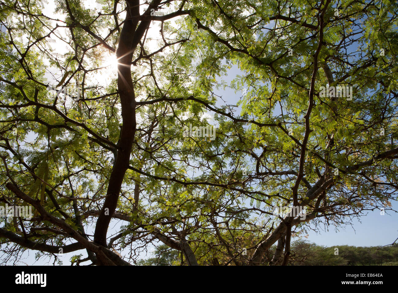Hawaii Island Leaves Molokai Sky Tree Green Stock Photo - Alamy