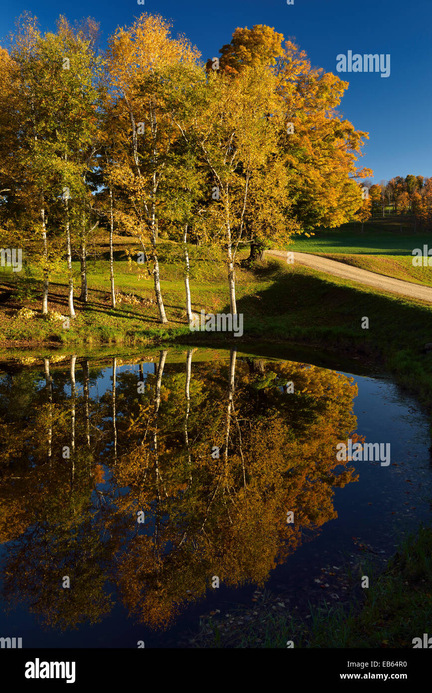 Colorful Birch and Maple trees reflected in a still pond with clear ...