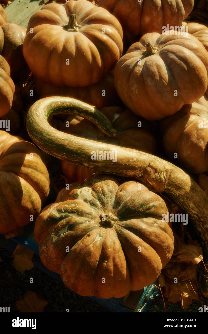 Pumpkin Display, Bowmansville, PA, USA Stock Photo - Alamy