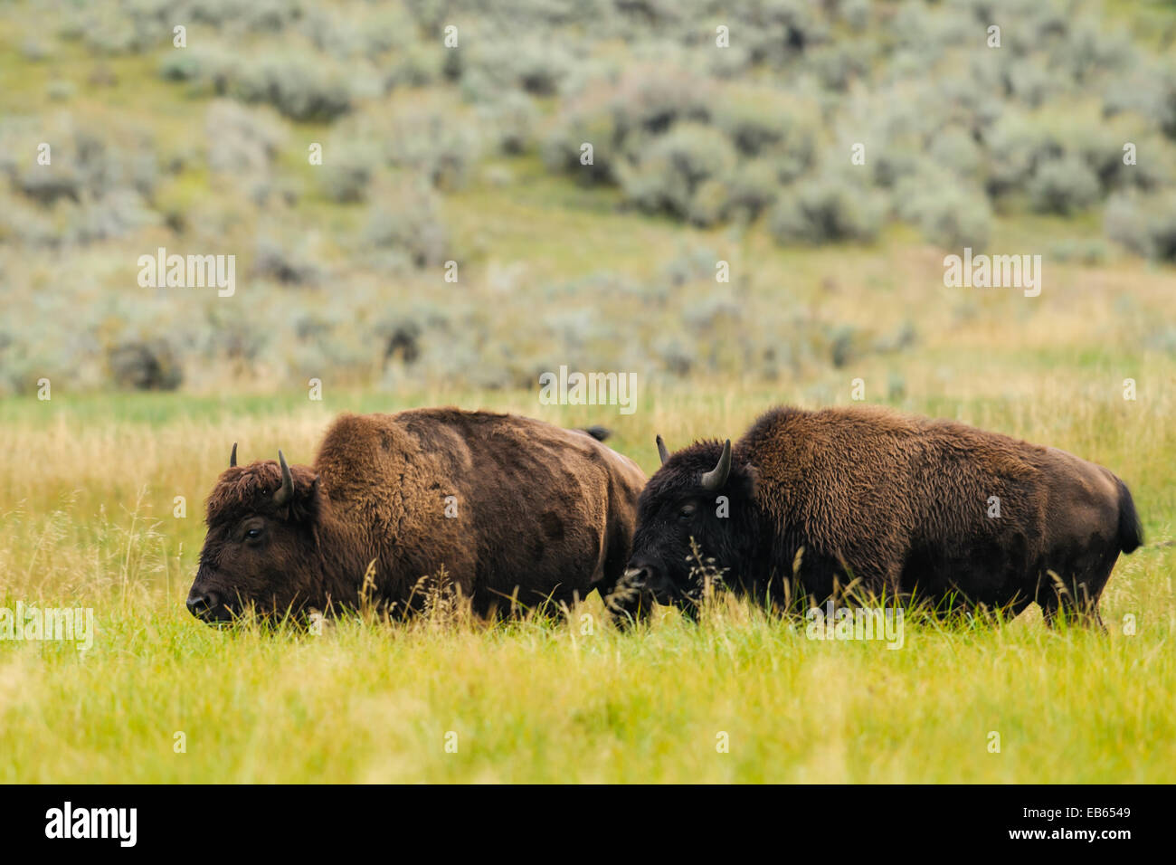Wild Bison herd of Lamar Valley, Yellowstone National Park Stock Photo ...
