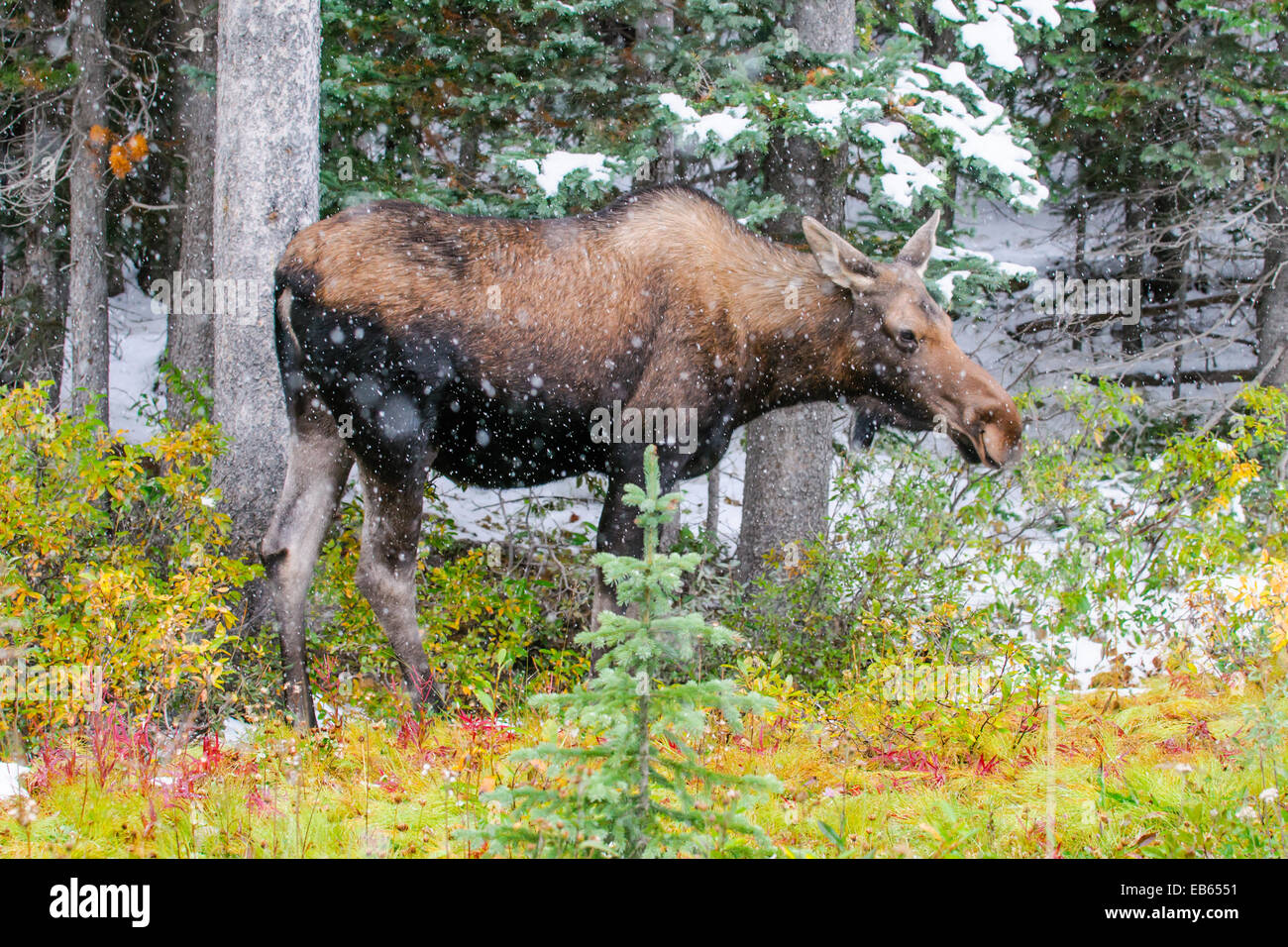 Moose canada hi-res stock photography and images - Alamy