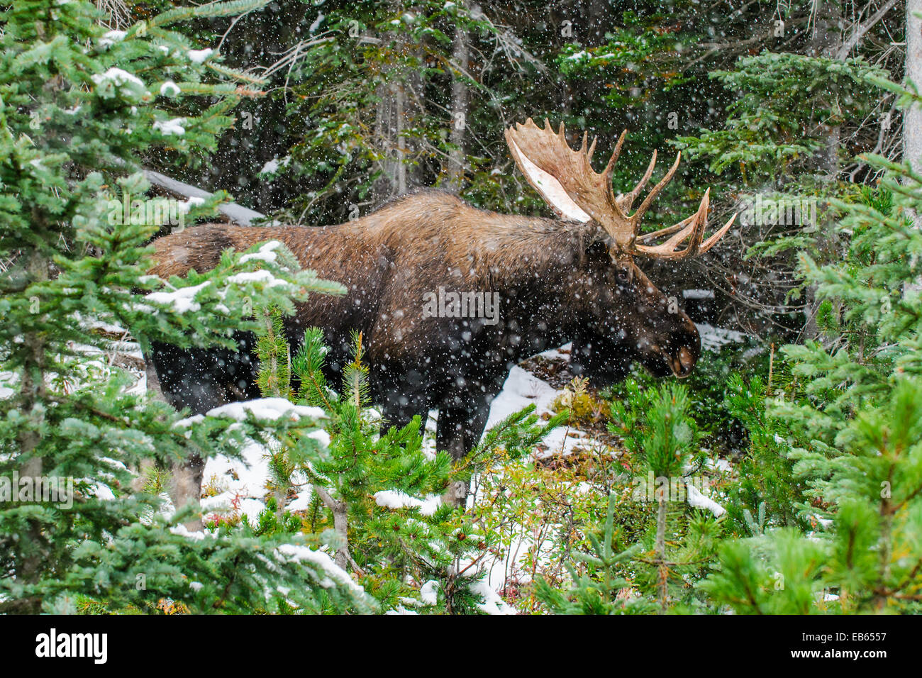 Wild Canadian Bull Moose with Antlers on a parkway roadside in the Snow ...