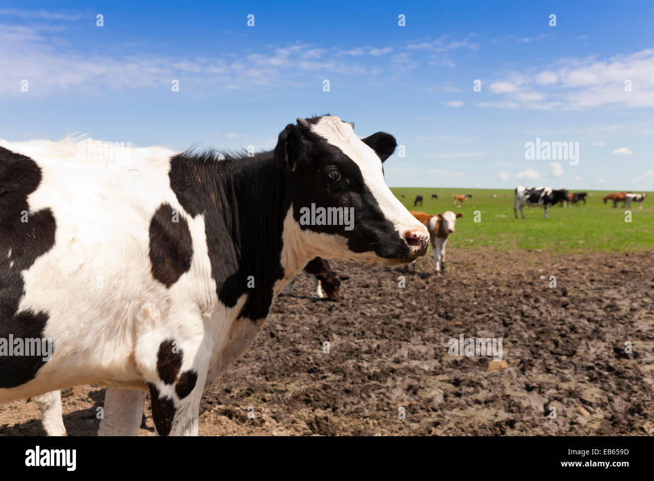 Dutch cow in the field Stock Photo - Alamy