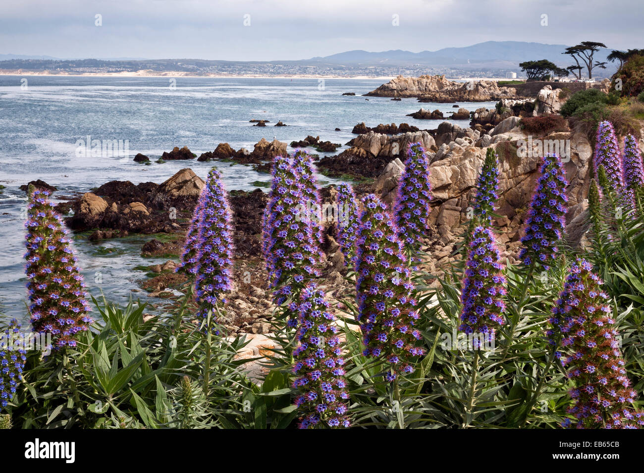Monterey bay coast hi-res stock photography and images - Alamy