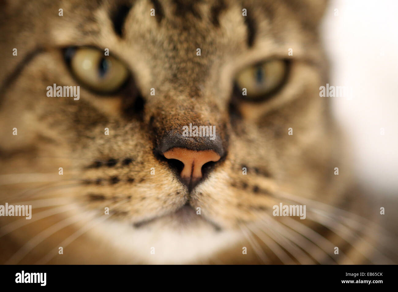 Selective focus tabby cat hi-res stock photography and images - Alamy