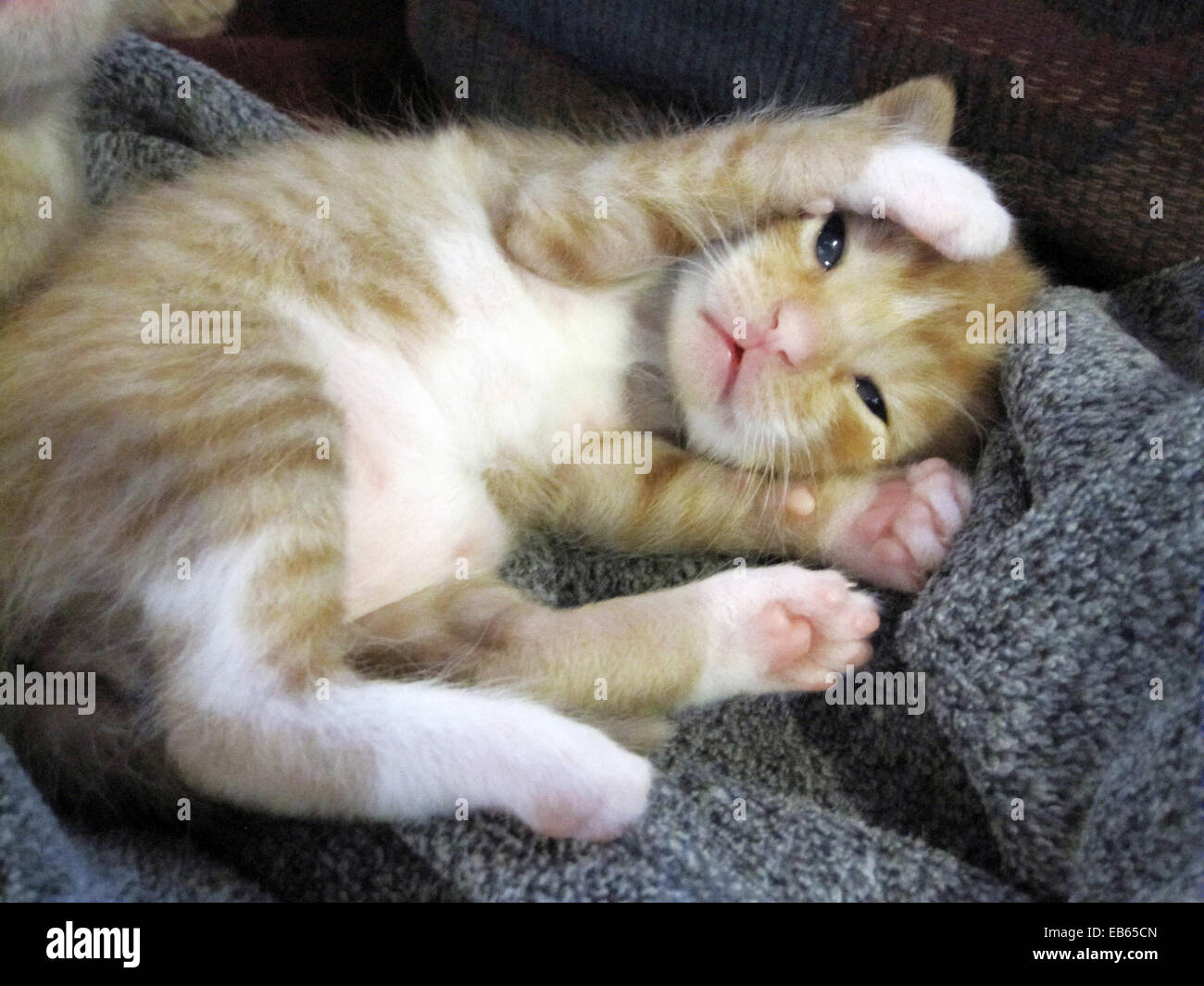 19 Day old Male Kitten Stock Photo - Alamy