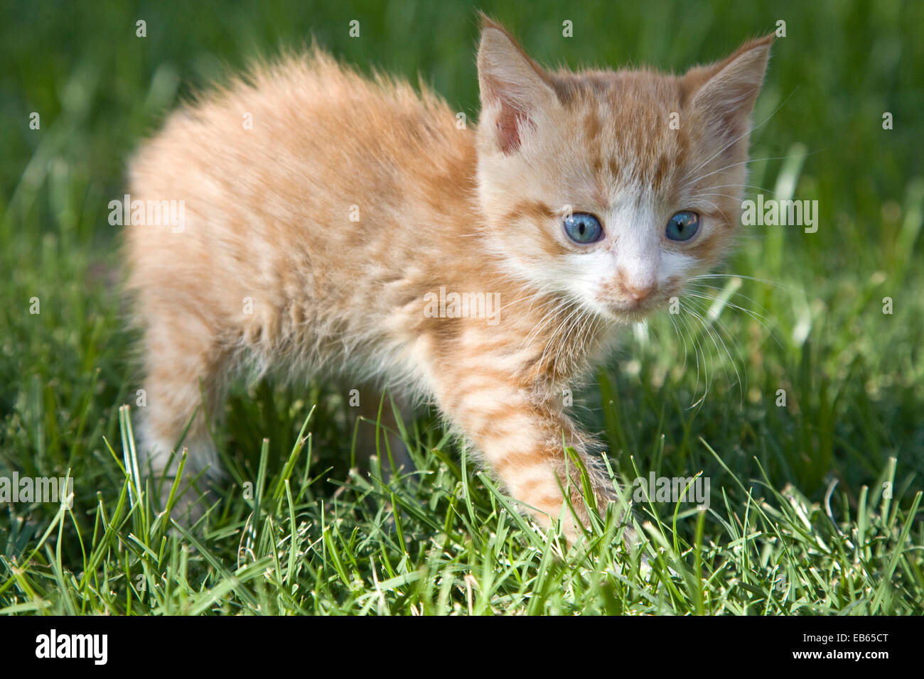 4 week old hi-res stock photography and images - Alamy