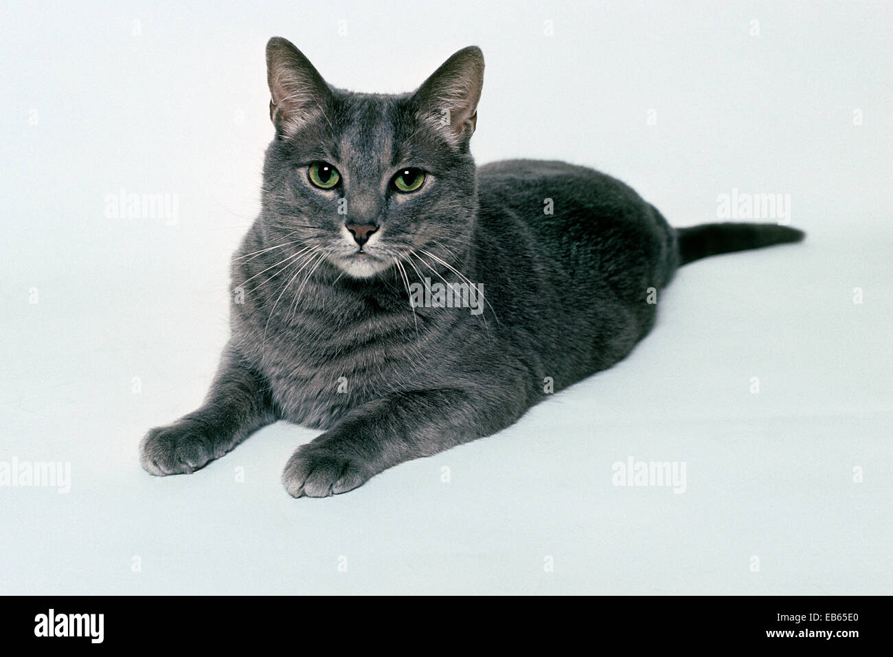 Gray tabby alley cat hi-res stock photography and images - Alamy