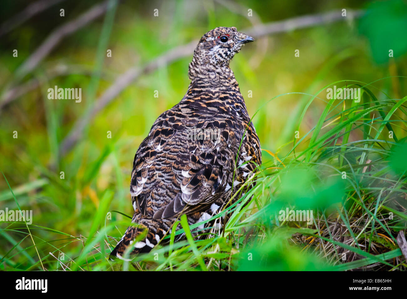 Wild Spruce Grouse on a parkway roadside in Autumn Stock Photo - Alamy
