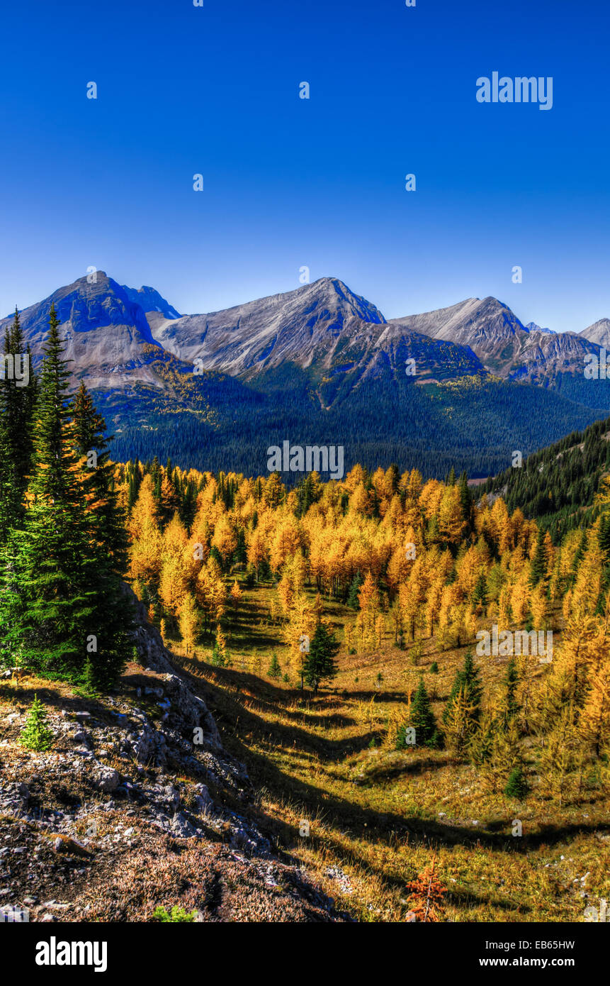 Scenic Landscapes of a high mountain valley and golden Larch Trees ...