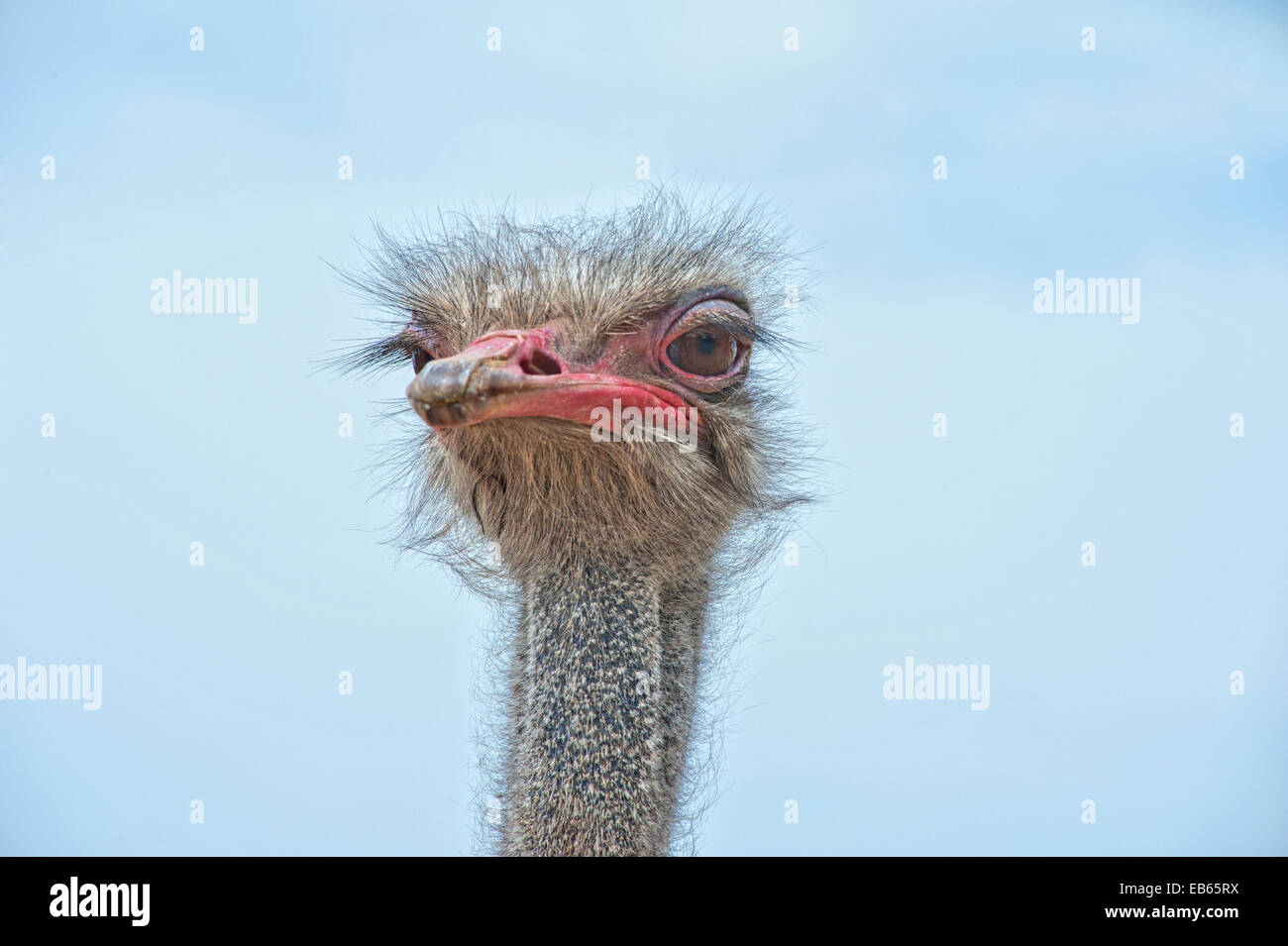 Curious ostrich expression hi-res stock photography and images - Alamy