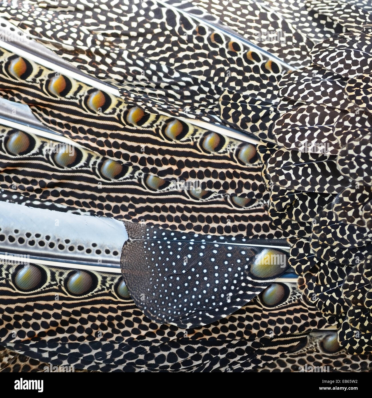 Colorful pattern bird feathers of Great argus feathers background Stock ...