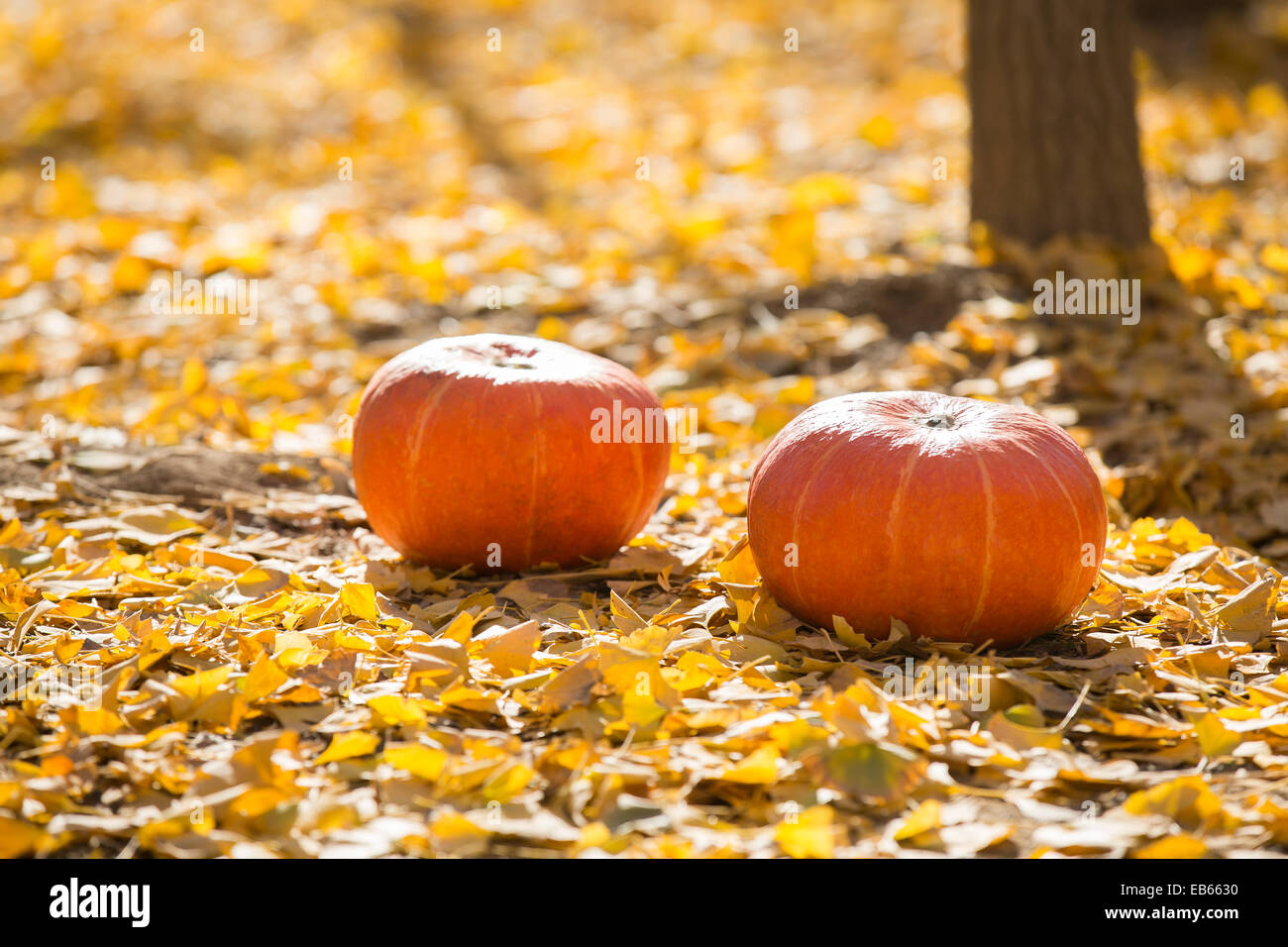 Two pumpkins in autumn woods Stock Photo - Alamy