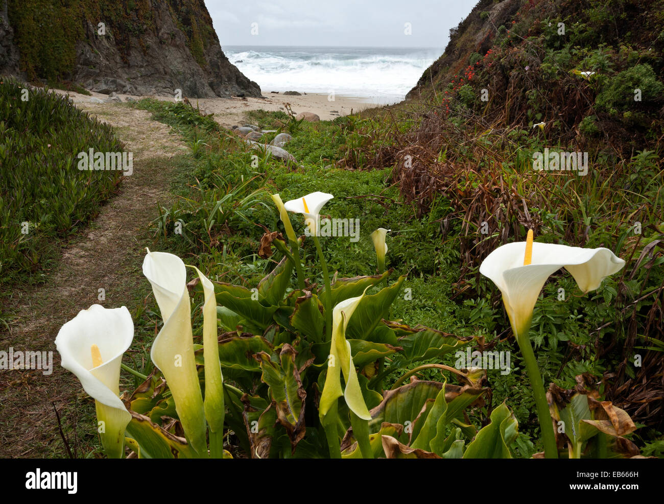 CA02441-00...CALIFORNIA - Calla lilies blooming along the Pacific Coast ...