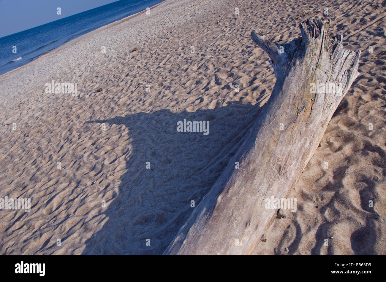 tree trunk on empty summer sea beach seascape Stock Photo - Alamy