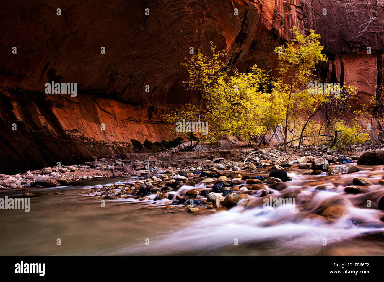 The Virgin River in the Zion Narrows of Utah's Zion National Park Stock ...
