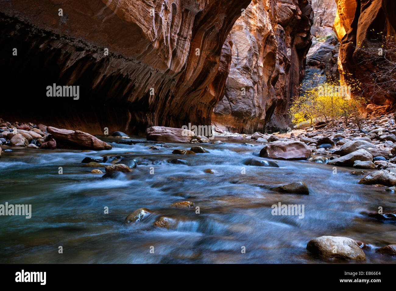 Autumn scene of a cottonwood tree looking over a series of rapids in ...