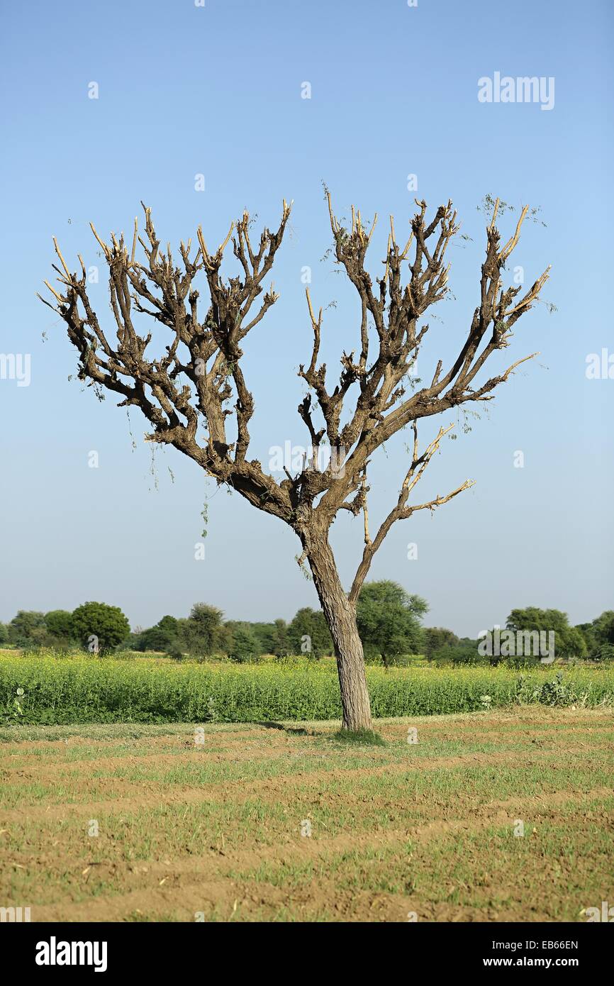 Pruned tree in India Stock Photo - Alamy
