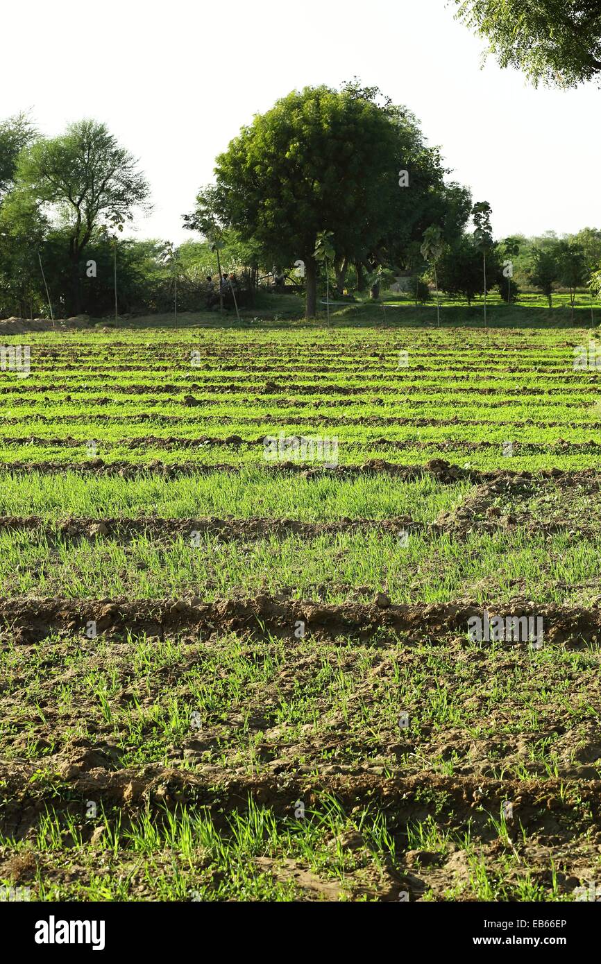 Rajasthan agriculture hi-res stock photography and images - Alamy
