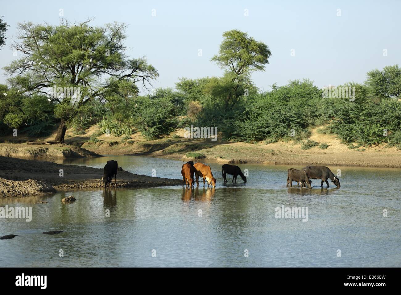 Cattle drinking water hi-res stock photography and images - Alamy