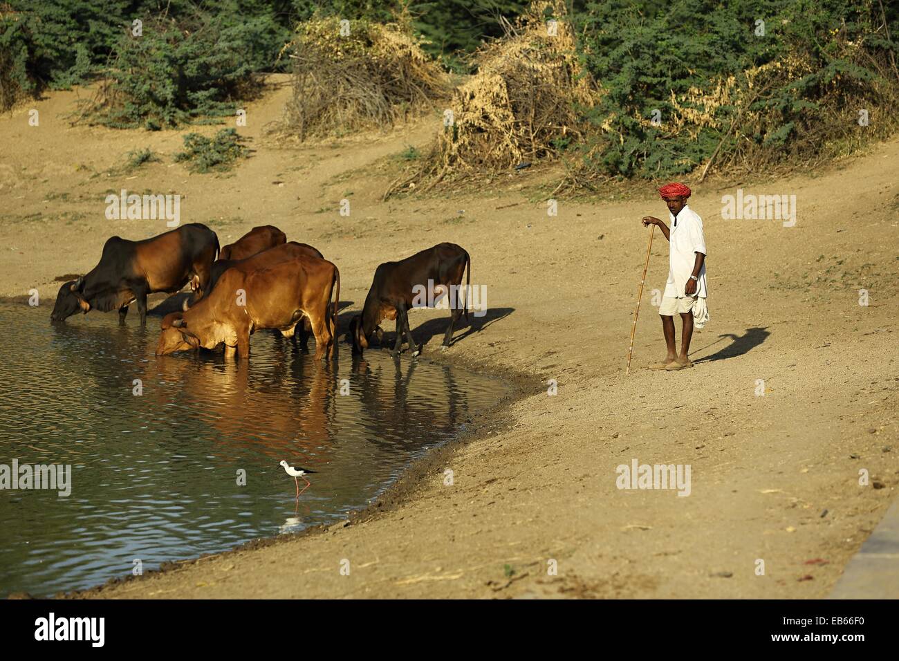 Indian man of Rajasthan with zebu cattle portrait India Stock Photo - Alamy