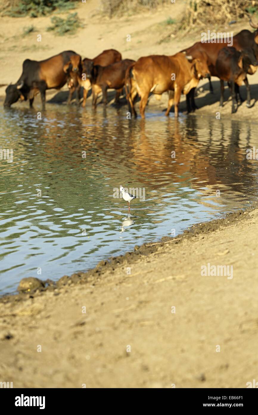 Cattle of zebus drinking water at a pond India Stock Photo - Alamy
