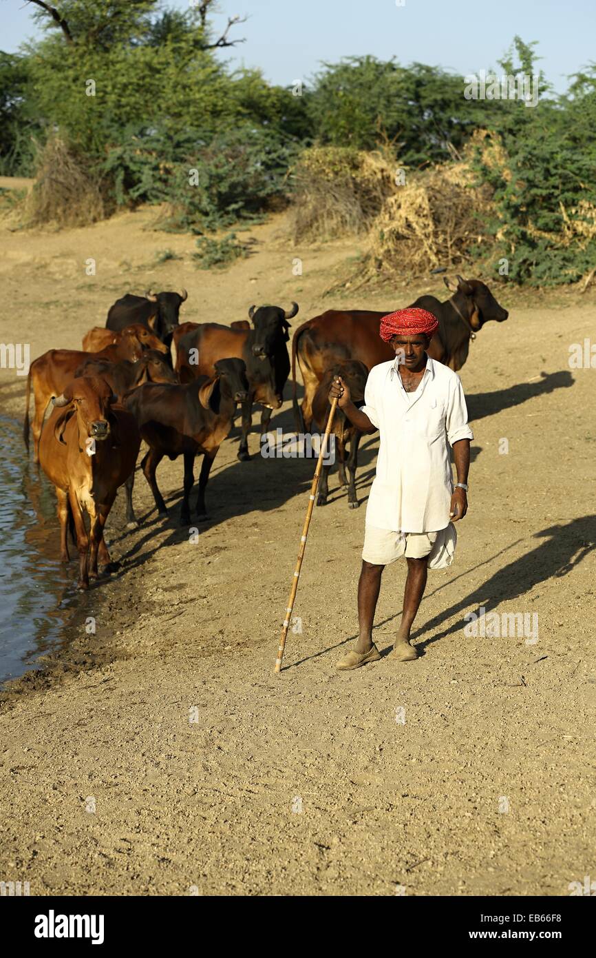 Indian man of Rajasthan with cattle portrait India Stock Photo - Alamy