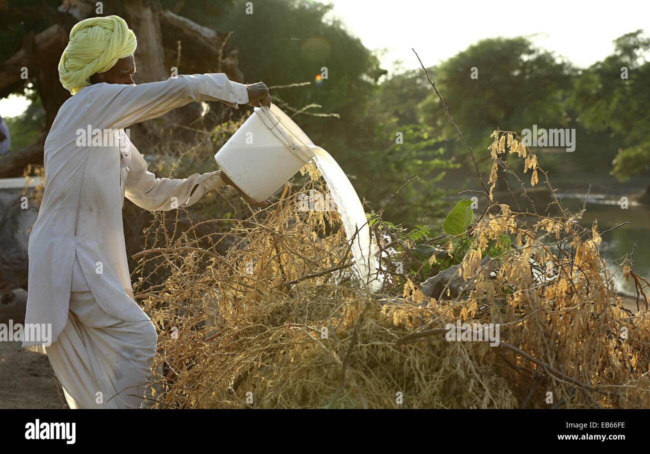 Water young trees hi-res stock photography and images - Alamy